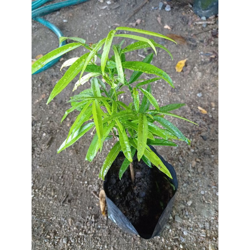 Pokok Pucuk Manis I Cekur Asin Asin I Sayur Manis | Shopee Malaysia