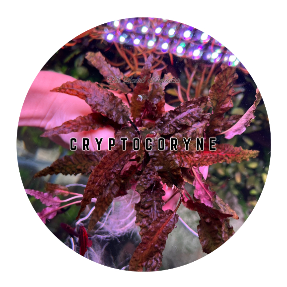 [Aquatic Plant] Cryptocoryne Crypt Nurii Mini New Sp Wrinkle Leaf Low ...