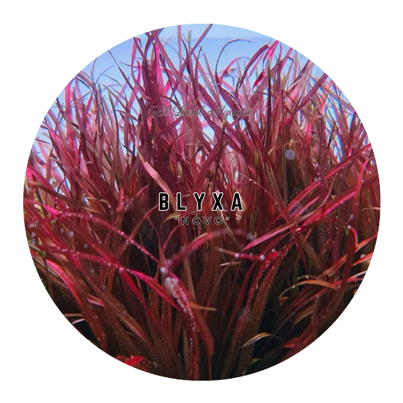 [Aquatic Plant] Blyxa Novoguineensis Novo Pink Rare Red Plants Aquarium Aquascaping | Shopee ...