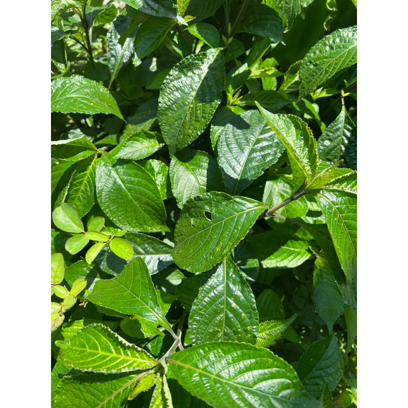 Pecah Beling Pokok Traditional Pelbagai khasiat - Ulam juga boleh ...