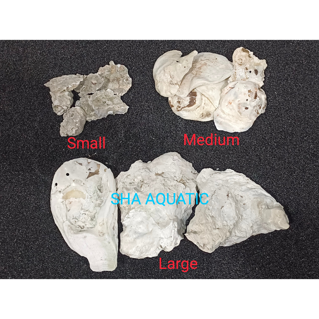 OYSTER SHELL ( PH BOOST MEDIA) | Shopee Malaysia