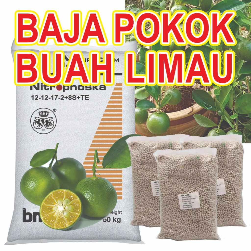 Baja Pokok Buah Limau Kasturi Khas Berbuah Lebat Pokok Subur Tahan ...