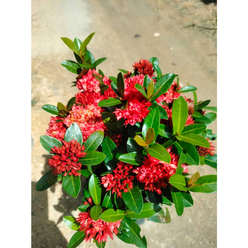 Red Dwarft Ixora Plant / Siantan Renek Bunga Merah | Shopee Malaysia