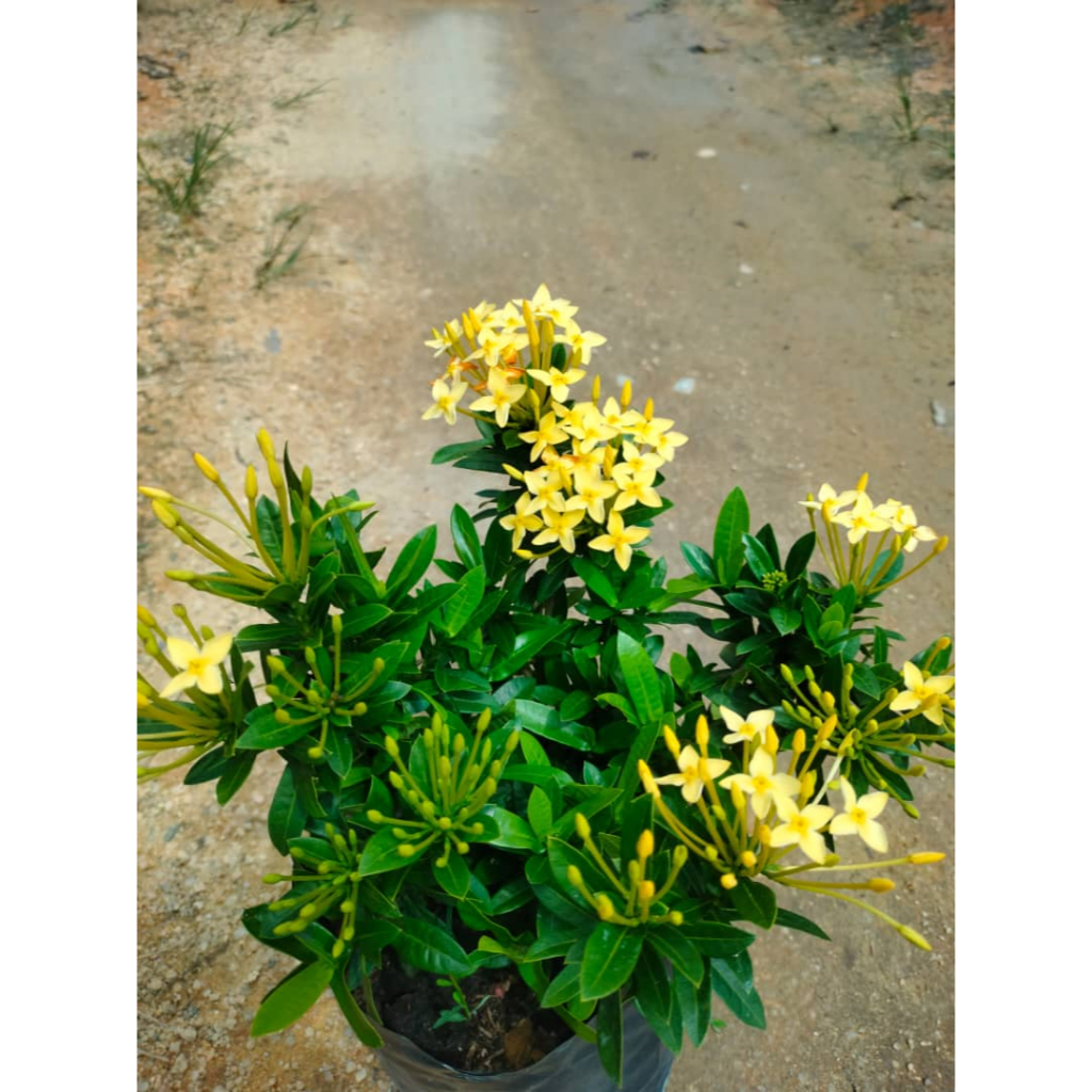 ixora daun kichil /Pokok Bunga Ixora / Jejarum kuning | Shopee Malaysia