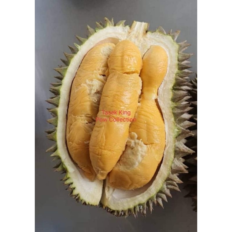 Pelbagai Jenis Pokok Durian Rare Dan Viral Terbaru💥💥💥 | Shopee Malaysia