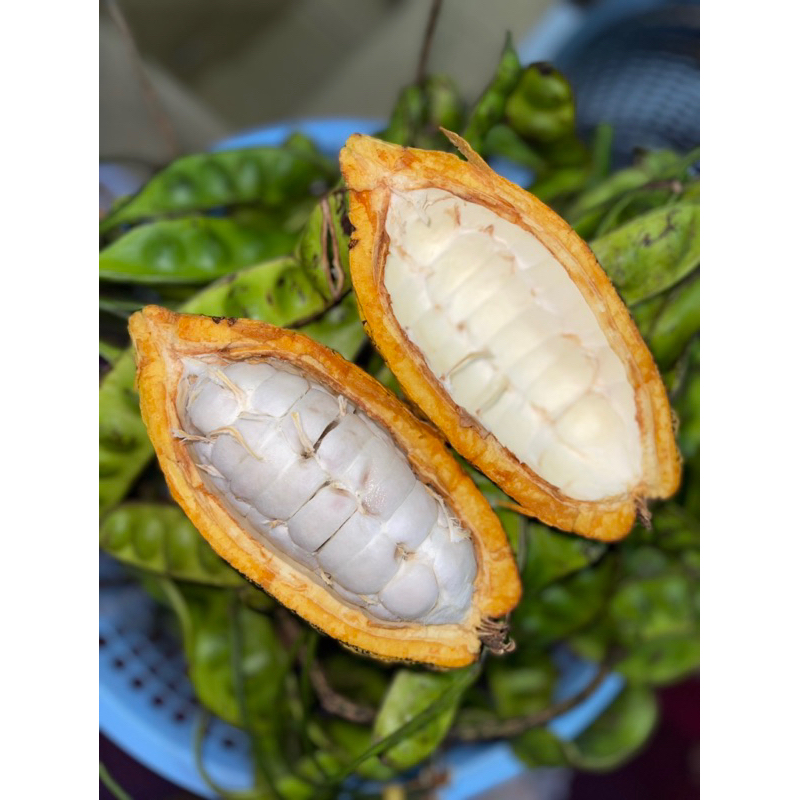 Buah Koko (coklat) 1kg | Shopee Malaysia