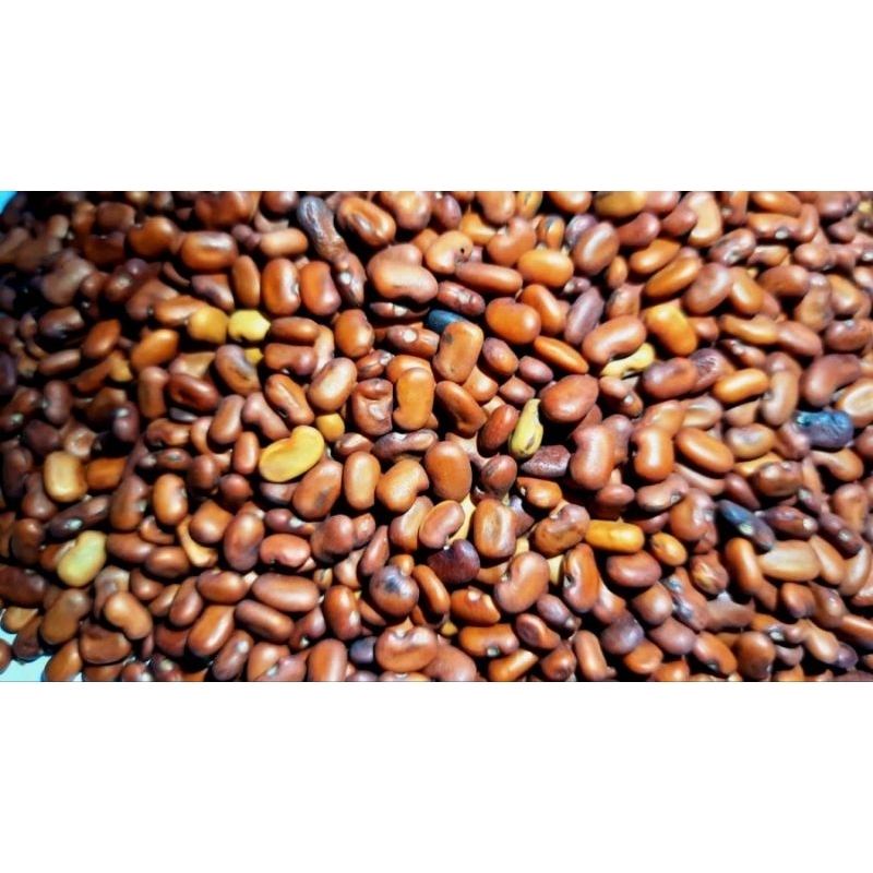 SEEDS 10 pcs Agathi keerai Hummingbird tree Agathi keerai BENIH Pokok ...