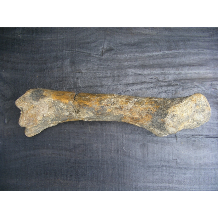 ANCIENT FOSSIL 350mm MEGA SIZE BONE Stegodon No Dinosaur Megalodon ...