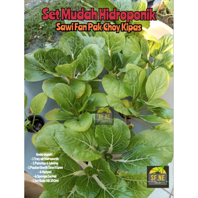 Set Mudah Hidroponik (Sawi Kipas Fan Pak Choy with Manual Instruction ...