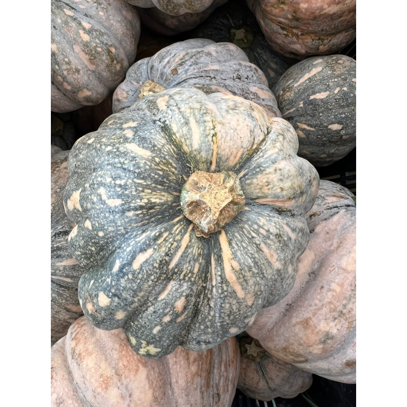 Labu Manis/ Fresh Pumpkin/ 南瓜•金瓜 🎃 1 pc | Shopee Malaysia