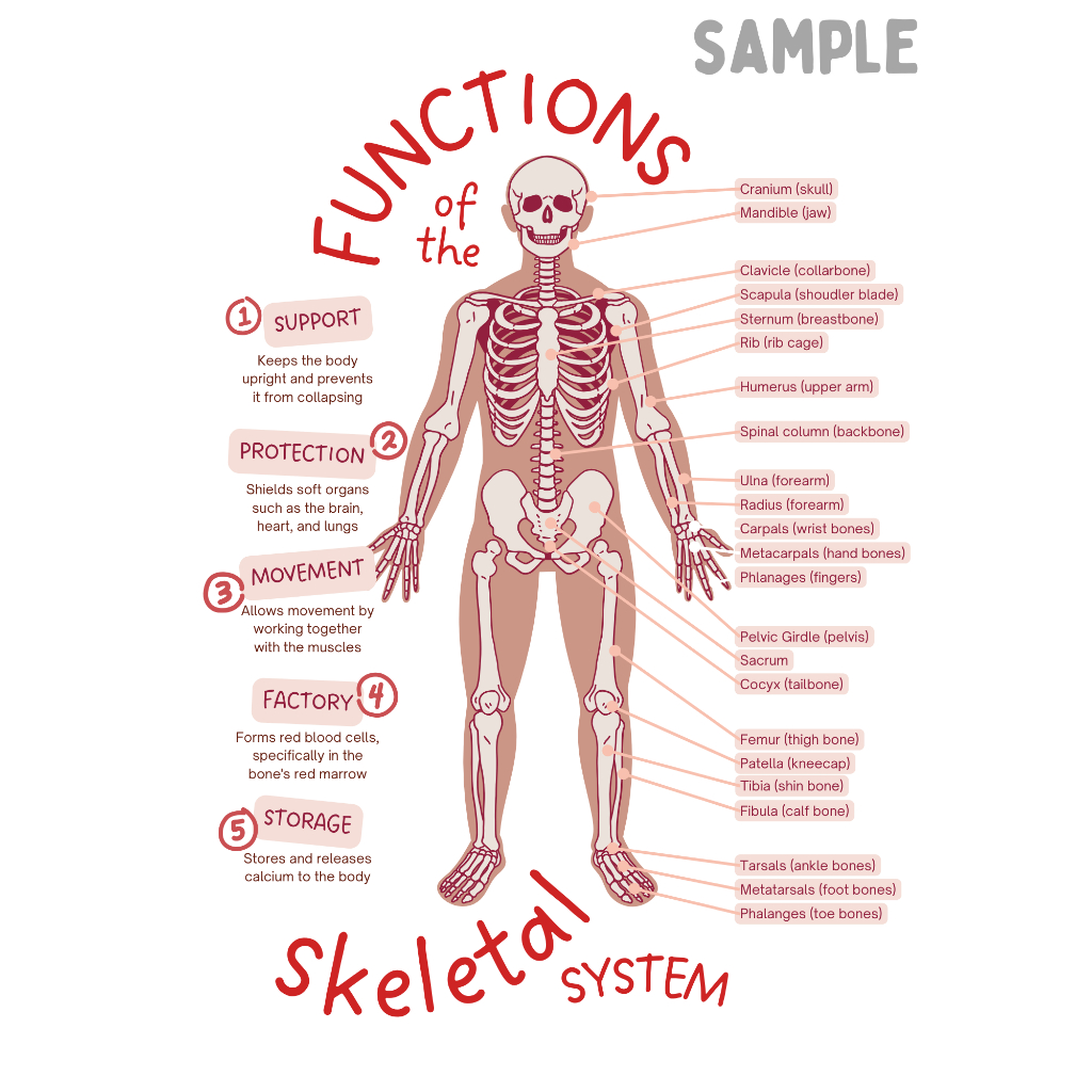 HUMAN BODY SYSTEM SKELETAL SYSTEM SCIENCE BIOLOGY ANATOMY POSTER ...