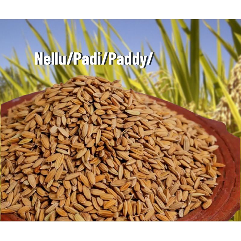 Nellu/Padi/Paddy/500GM/1KG | Shopee Malaysia