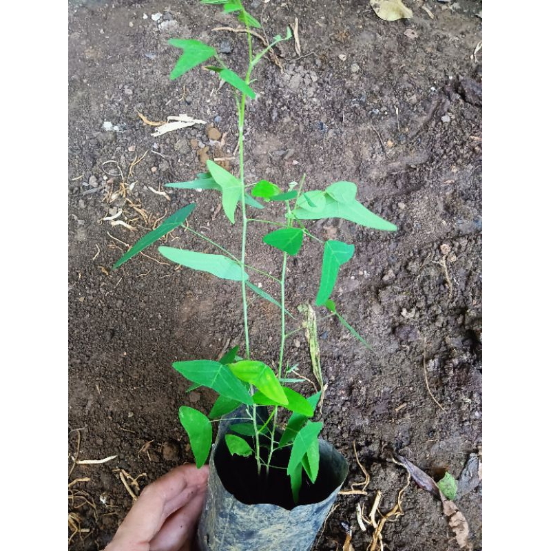 Anak Pokok Rerama Hijau | Shopee Malaysia