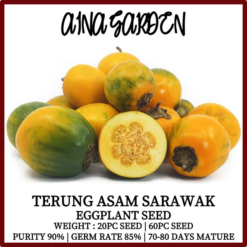 HSK [20pc/60pc] TERUNG ASAM SARAWAK | TERUNG DAYAK | TERUNG IBAN ...