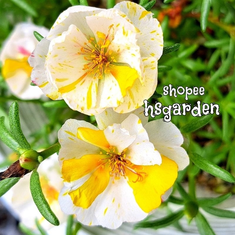 150 biji benih Fugetsu Hybrid Moss Rose • Seeds • Biji benih Ros Jepun ...