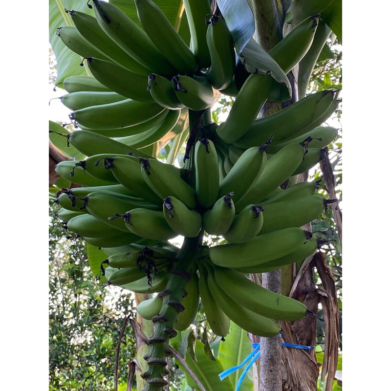 ANAK BENIH POKOK PISANG TOMAN/ RAJA TALUN/ AYAM MAN/ RAGA dan NANGKA ...