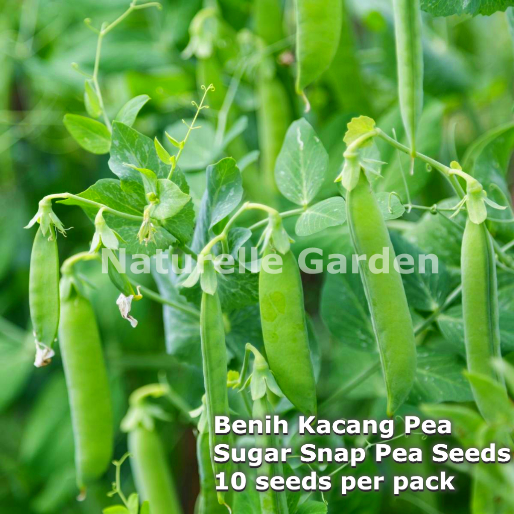 Benih Kacang Peas Sugar Snap Peas Seeds Benih Sayur Buah Vegetable ...