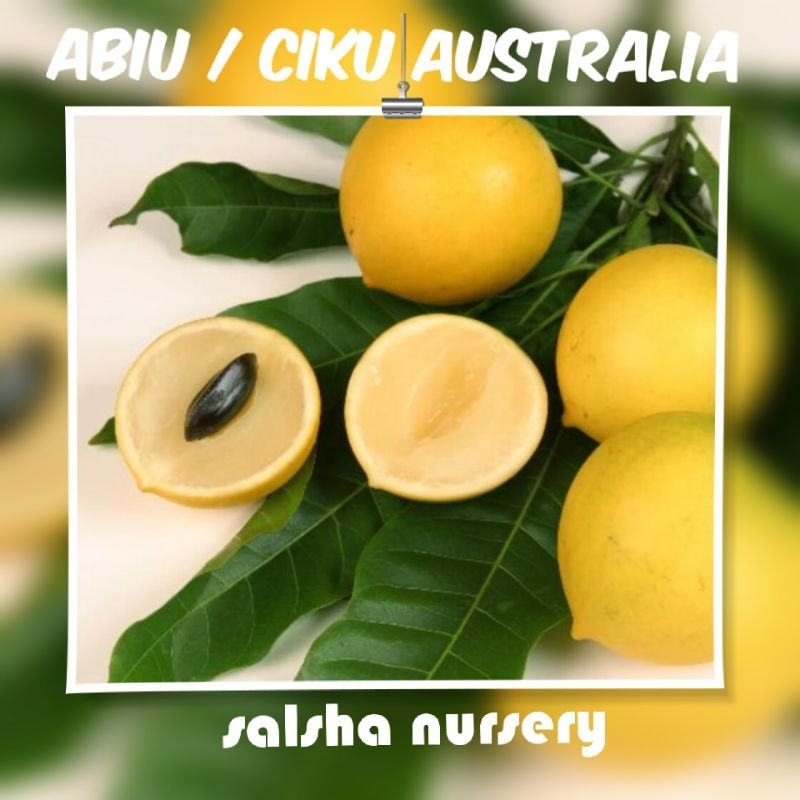 🔥💥 Pokok abiu atau ciku australia | Shopee Malaysia