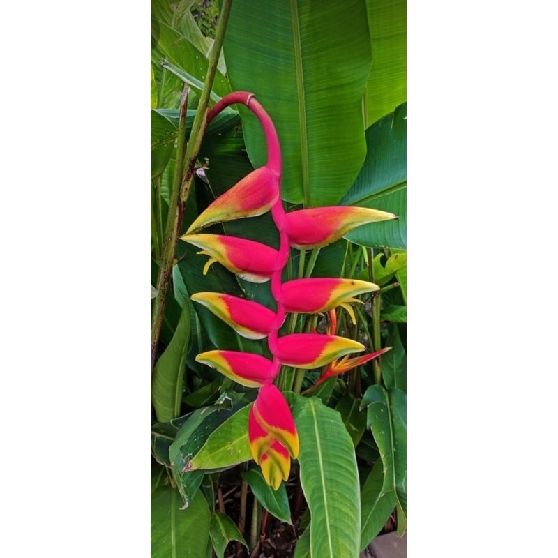 Heliconia ( Bunga Sepit Udang ) | Shopee Malaysia