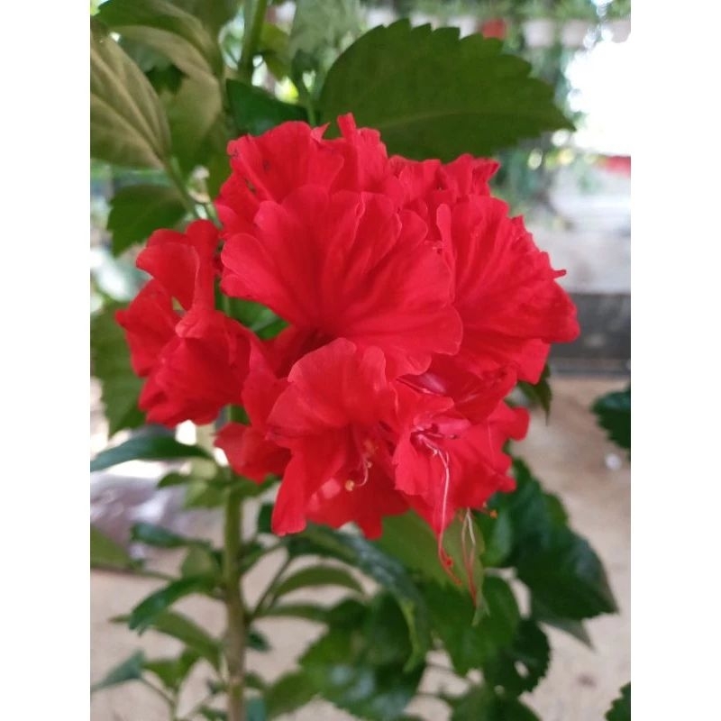 Bunga Raya Double layer warna merah Outdoor plant | Shopee Malaysia