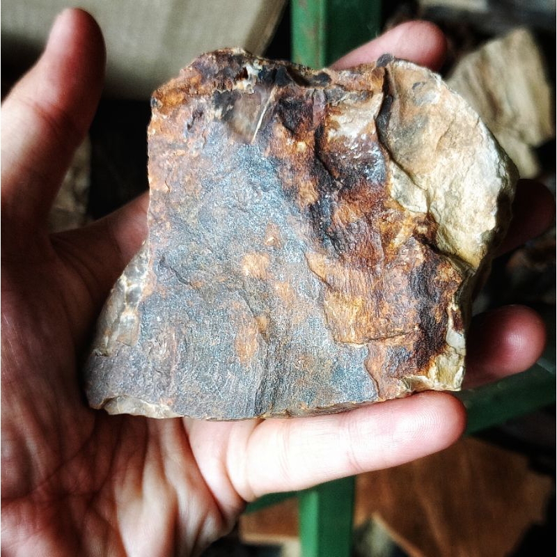 Raw Fossil Teras Pisang Gunung berserat besi(hyper rare) | Shopee Malaysia