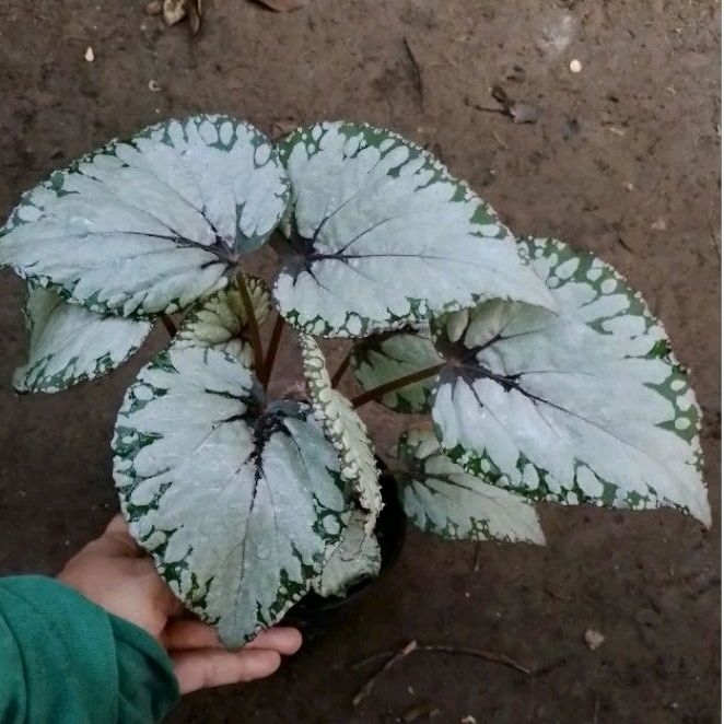 Begonia "Rex 'Salsa' | Shopee Malaysia