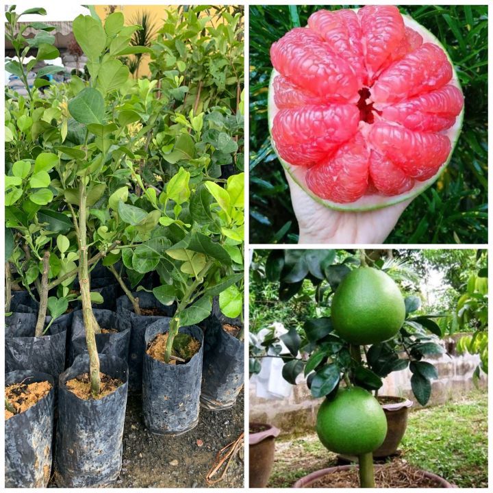 ANAK POKOK LIMAU BALI MERAH | Shopee Malaysia
