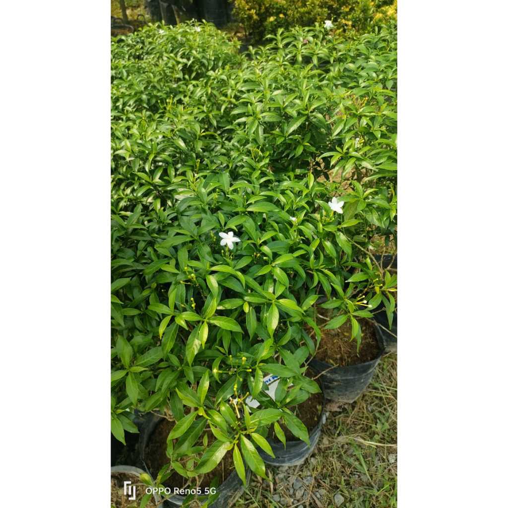 bunga jasmine thai cantik | Shopee Malaysia