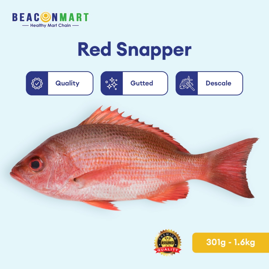 Beacon Mart Fresh Frozen Red Snapper Whole Fish Sabah Wild Caught 全红鱼 (300g/1 Pc) | Shopee Malaysia