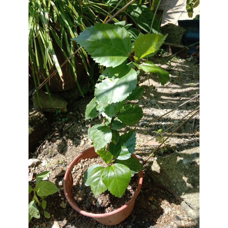 Pokok bunga Raya Ros dalam Pasu | Shopee Malaysia