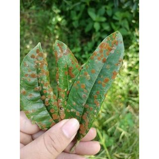 Score (Repack ) Fungicide/Racun Kulat/菌药 Bintik Daun Alga/Hawar Daun ...