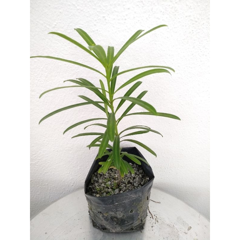 podocarpus Taiwan Luo Han Son Feng Shui bonsai flower trees plant ...