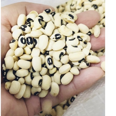 White Beans USA ( 500g/pack ) Premium quality white beans | Shopee Malaysia