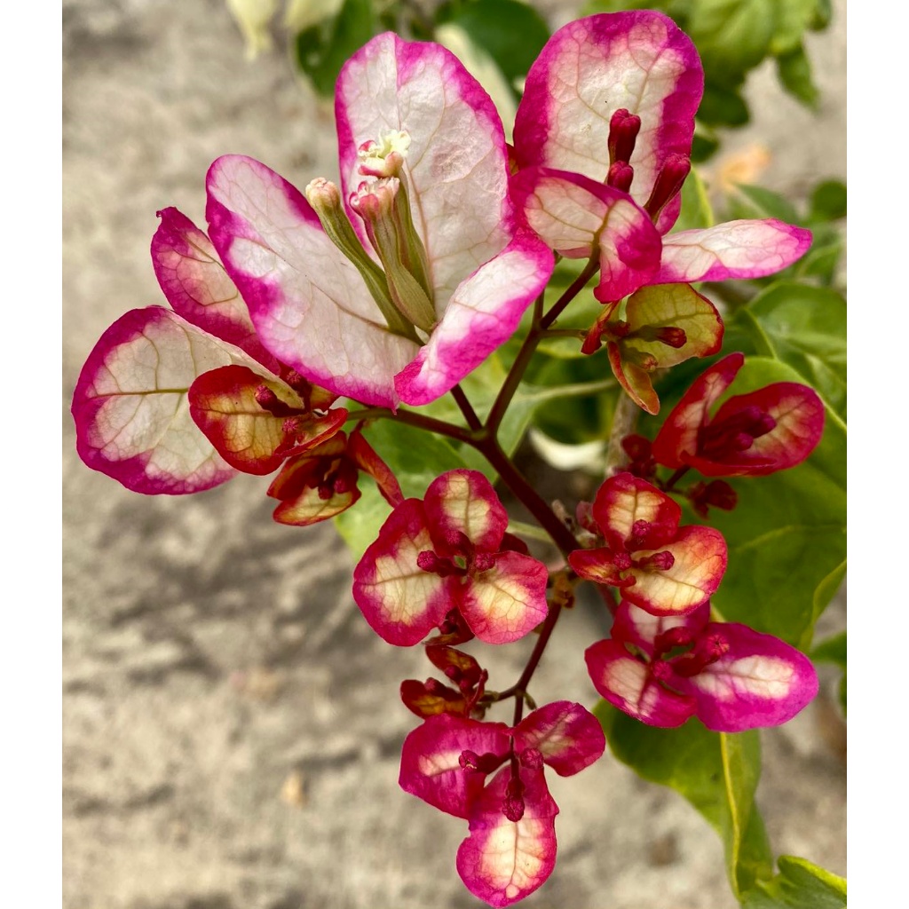 Anak Pokok Bunga Kertas/Bougainvillea Chitra/Citra Pelbagai Jenis ...