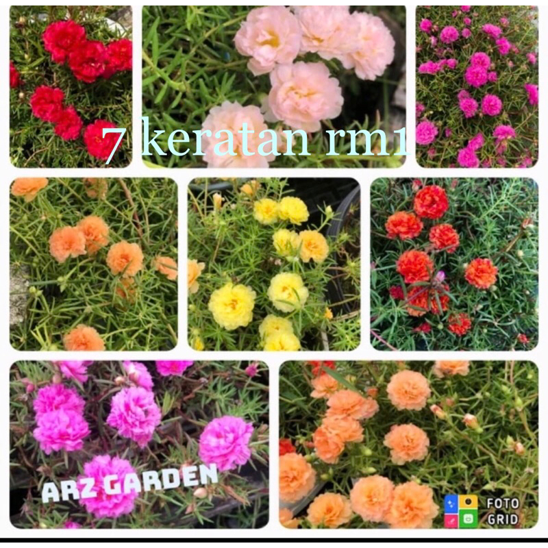 Bunga Ros Jepun jenis Carnation, 30 warna. 7 keratan setiap warna ...