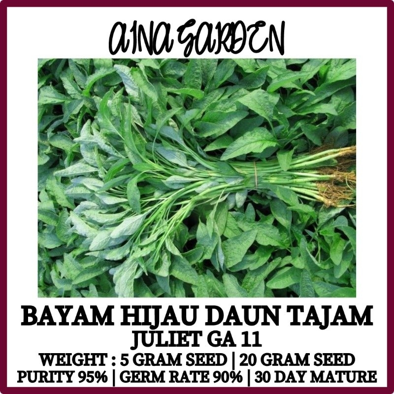 HSK [5gram/20gram] BAYAM HIJAU DAUN TAJAM TIRUS | JULIET GA 11 ...