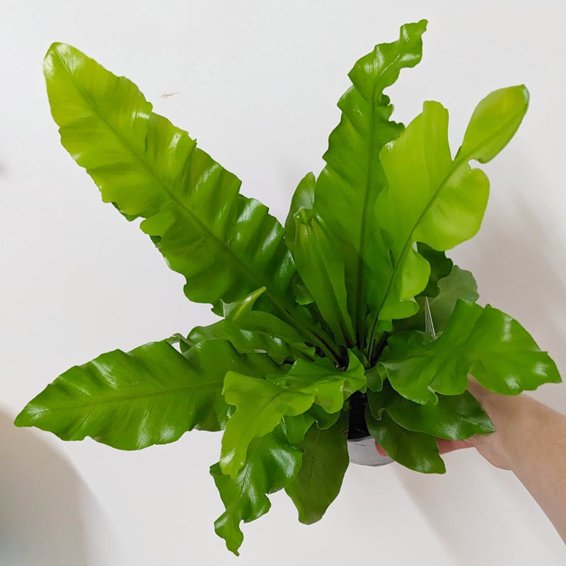 Pelbagai Pilihan Pokok Paku Pakis ( pokok hidup ) fern plant | Shopee ...