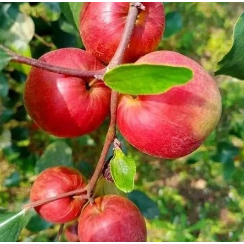 ANAK POKOK BIDARA MERAH / INDIAN RED JUJUBE HYBRID | Shopee Malaysia