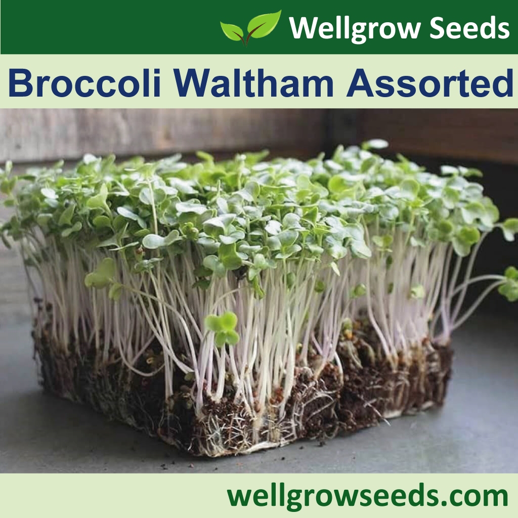 Broccoli Waltham Assorted 沃尔瑟姆西兰花 Microgreen Seeds Wellgrow Seeds ...