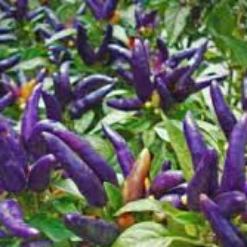 RM10 ~ 3 POT ANAK POKOK CILI UNGU/PURPLE (READY STOCK) | Shopee Malaysia