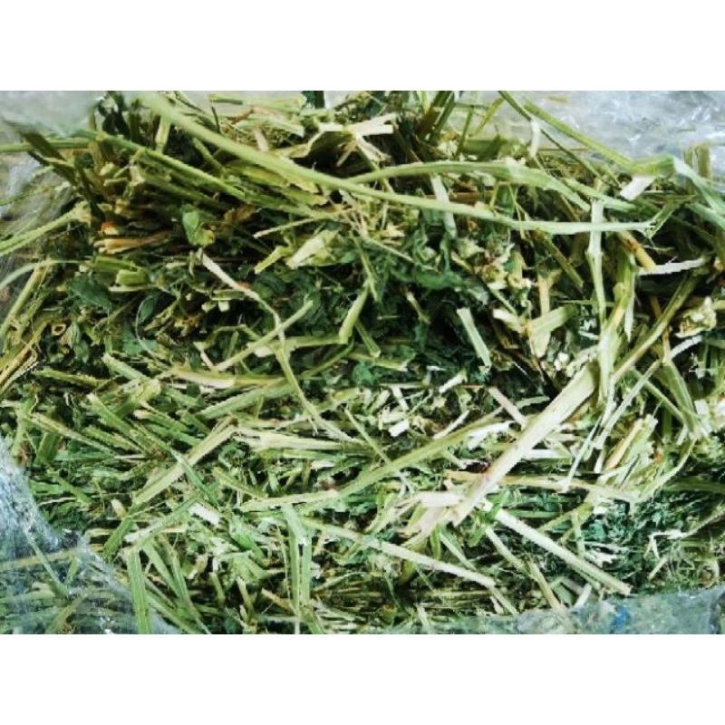 1kg 2nd Cut Rumput Alfafa rabbit guinea pig food | Shopee Malaysia