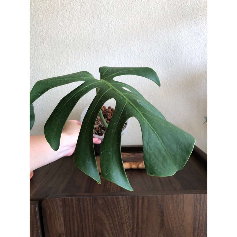 Monstera Brazilian Common Form Rare Plant Pokok | Shopee Malaysia