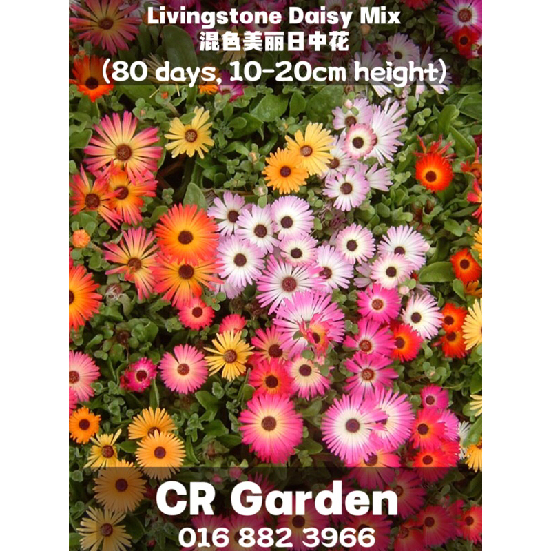 Livingstone Daisy Mix 15 Seeds 混色美丽日中花 15粒 (80 Days, 10-20cm Height ...