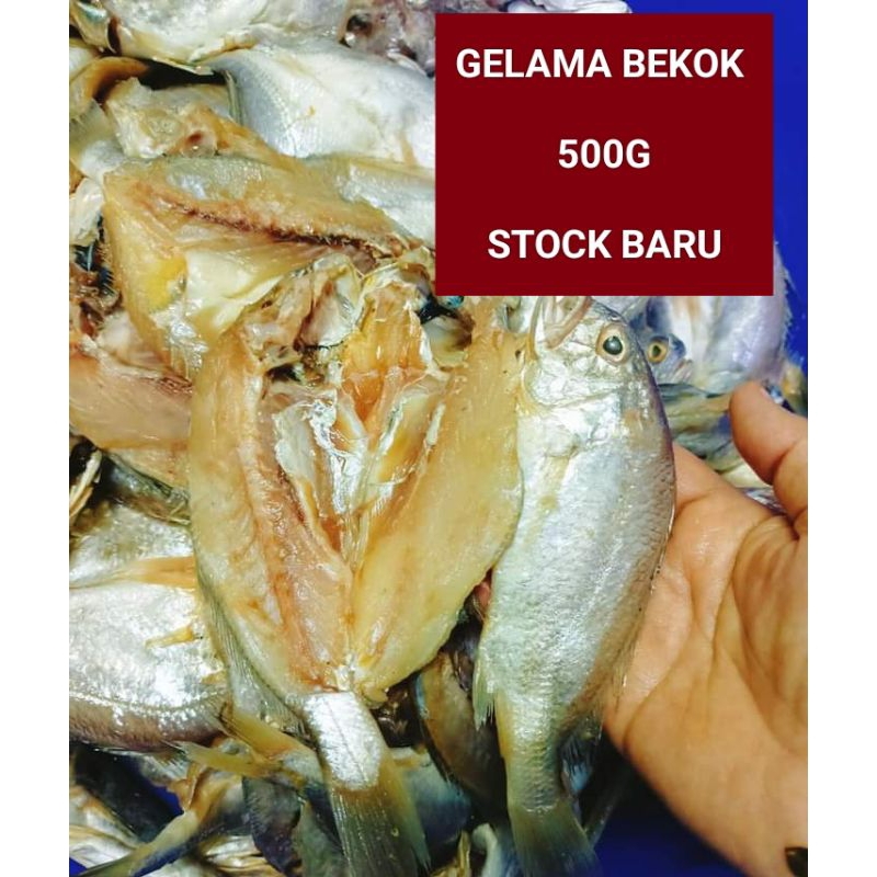 GELAMA BEKOK vacuum pack 500G / GELAMA BELAH / IKAN KERING | Shopee ...