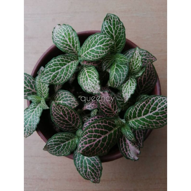 Fittonia Plant in 5cm pot | Shopee Malaysia