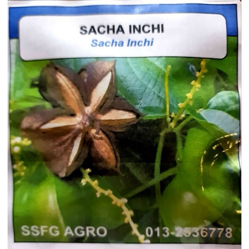 SACHA INCHI (10 Biji) | Shopee Malaysia