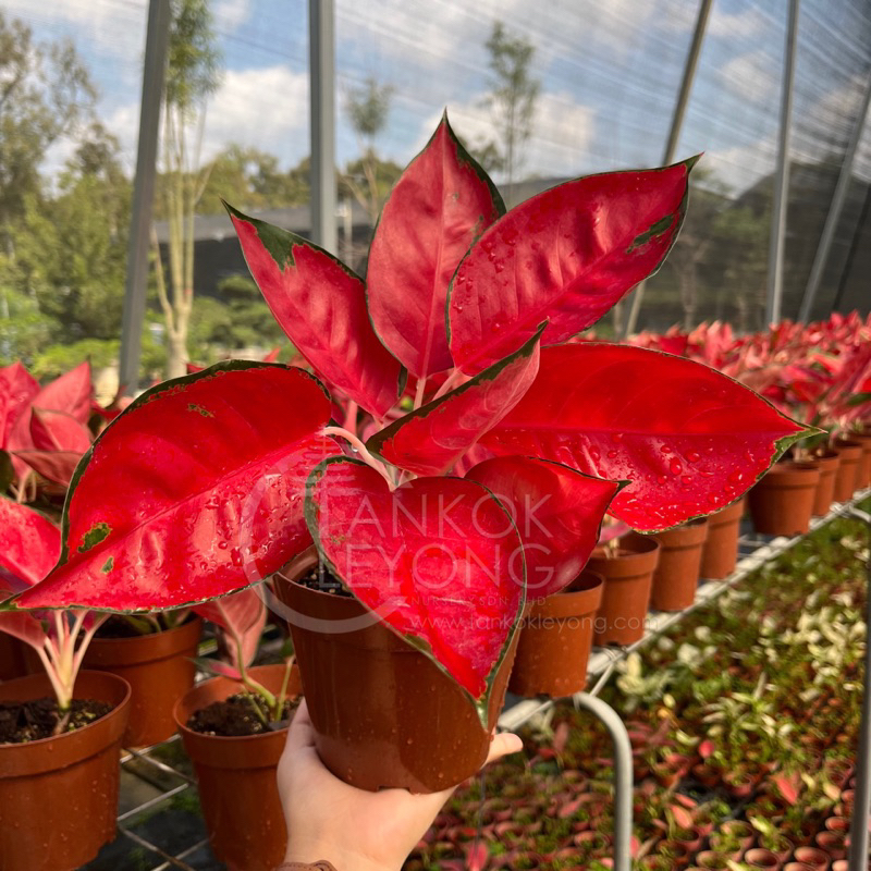 TKL - Aglaonema Eastern Red/Super Red/Cochin Chinese Evergreen 东方红/红财神粗 ...