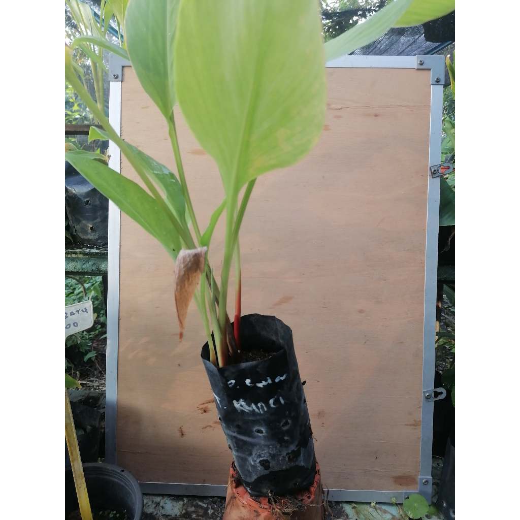 pokok temu kunci , dalam polybag (pokok herba) | Shopee Malaysia
