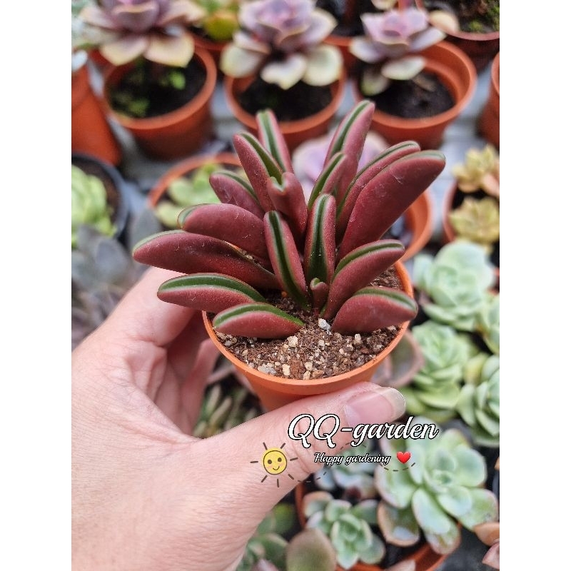QQ-garden🌷红背椒草peperomia graveolens多肉植物succulents live plants | Shopee ...