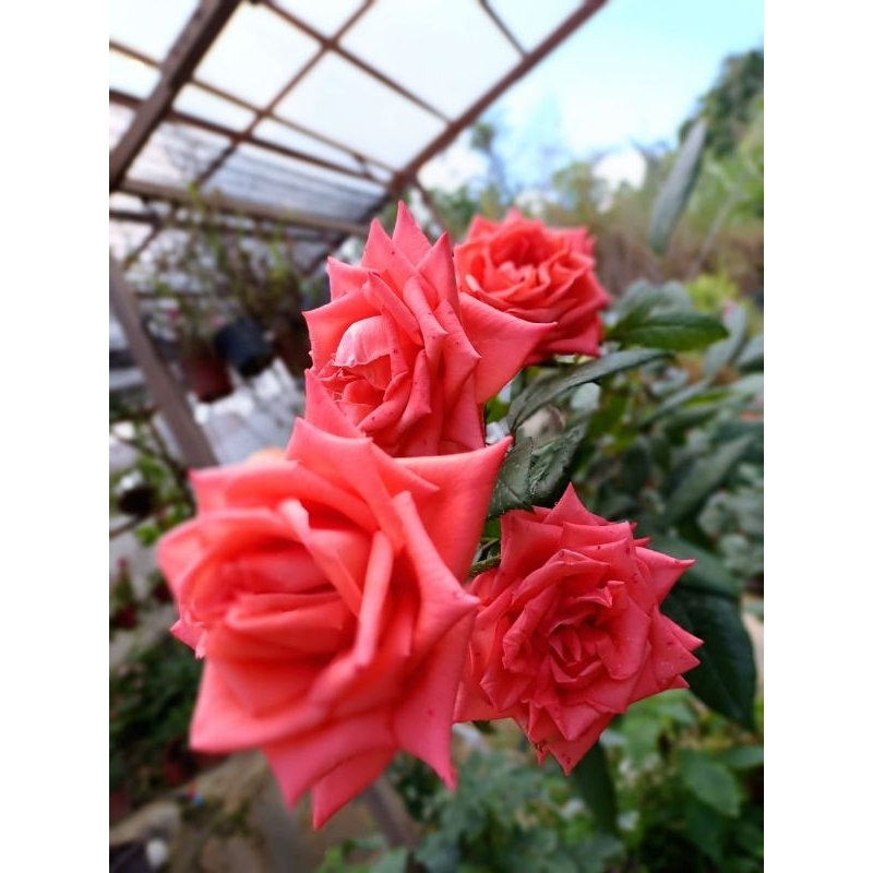 Keratan Bunga Rose type16(1pcs) (free 1 atau 2 rondom keratan ros ...